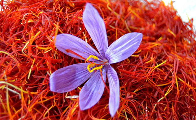 La primera cosecha de azafrán ecológico genera buenas expectativas ...