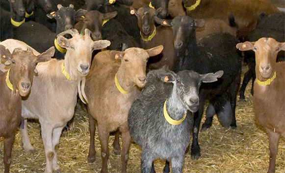 La reproducción caprina centrará las quintas jornadas formativas para ...